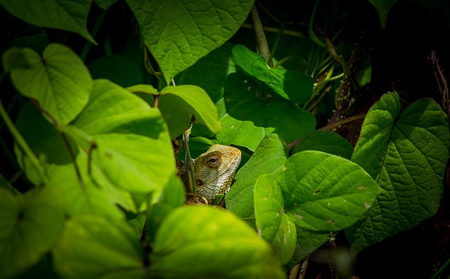 Oriental Garden Lizard Animal - Free photo on Pixabay - Pixabay