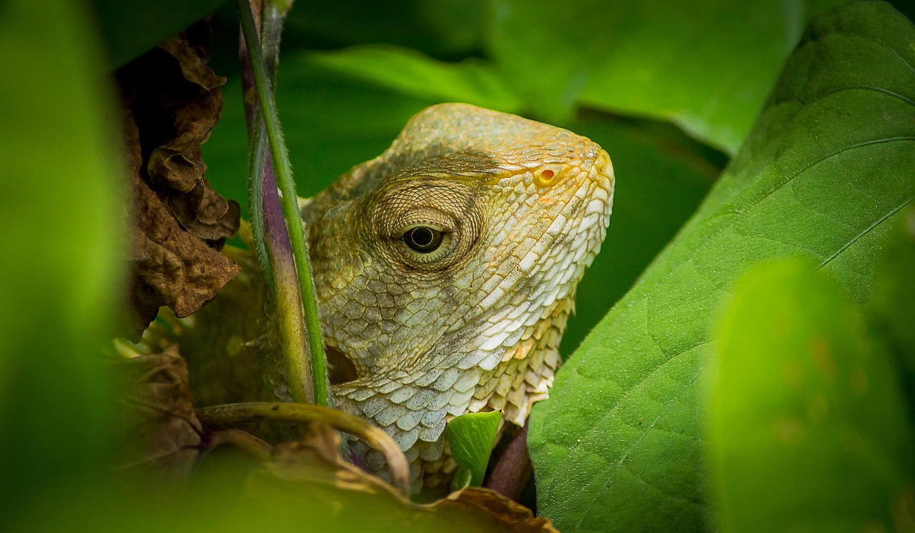 Oriental Garden Lizard Animal Head - Free photo on Pixabay
