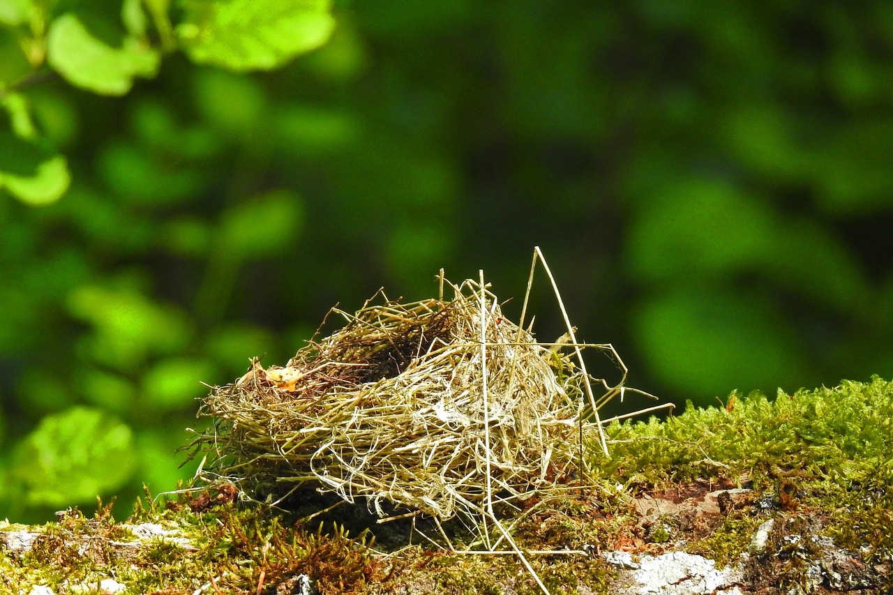 Bird Nest Habitat Nature - Free photo on Pixabay