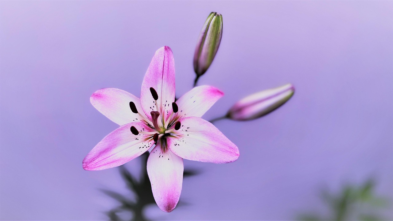 Lily Flower Plant Pink Free Photo On Pixabay Pixabay 0161
