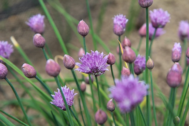 Cebolinha Jardim Horta Planta - Foto gratuita no Pixabay - Pixabay