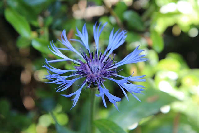 Bunga Rumput Gandum Biru - Foto gratis di Pixabay - Pixabay