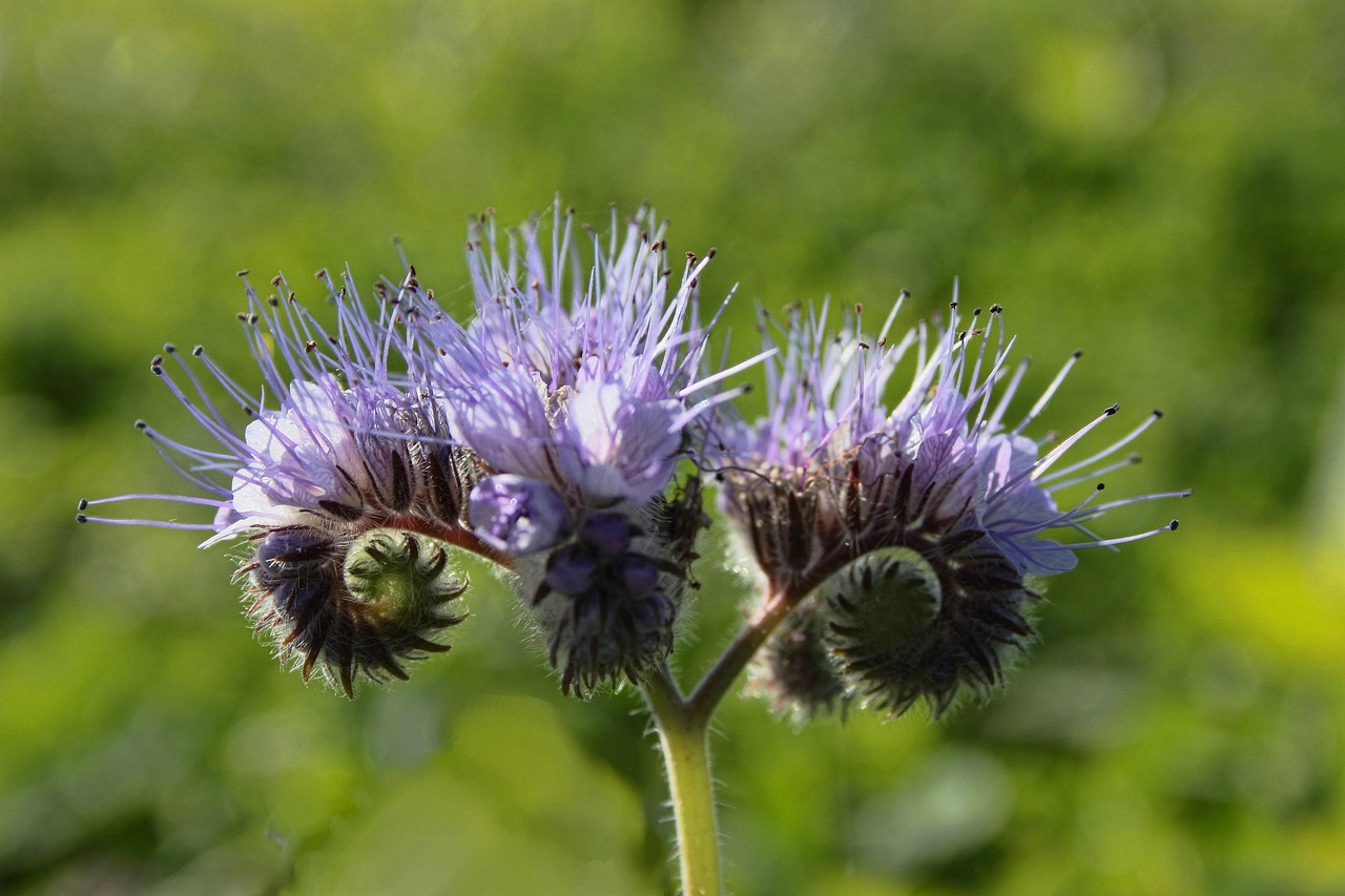 Flores Facélia Pasto De Abelha - Foto gratuita no Pixabay - Pixabay