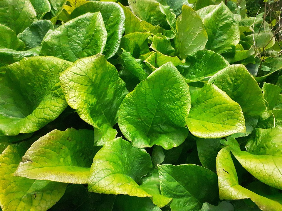 Leaves Green Large Leaf - Free photo on Pixabay - Pixabay