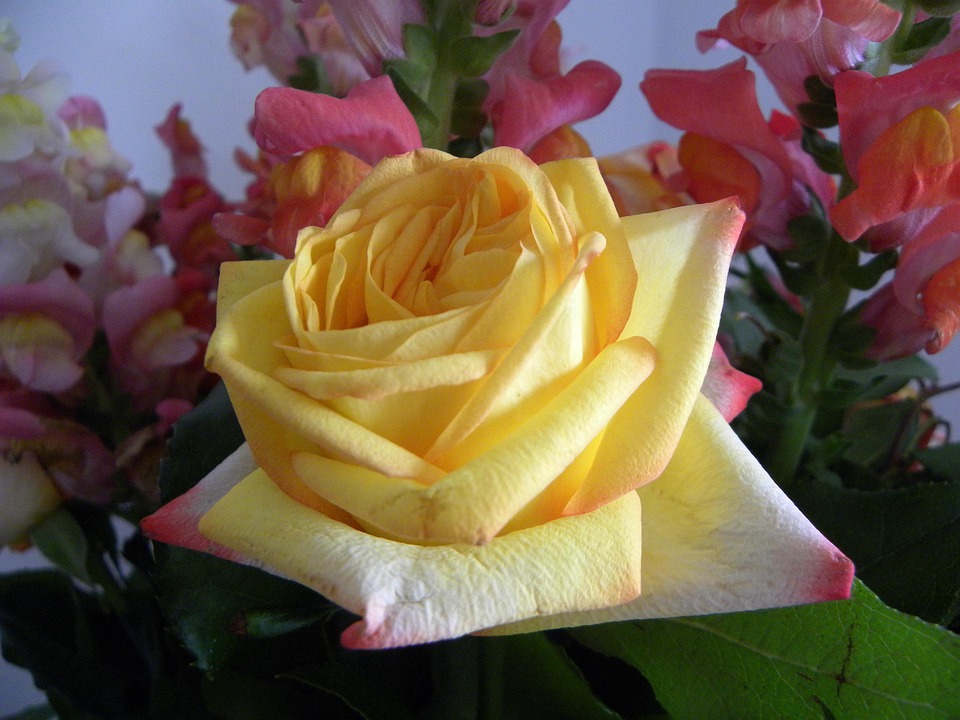 Rose Fleur Flore - Photo gratuite sur Pixabay - Pixabay
