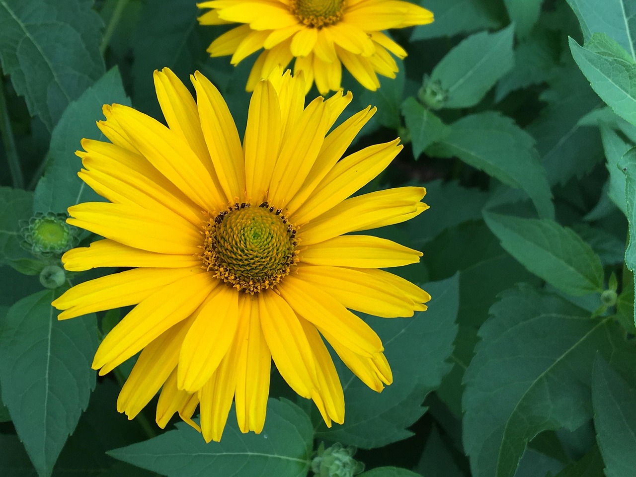 Yellow Flower Spring - Free photo on Pixabay - Pixabay
