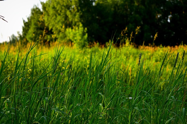 Natur Gras Wiese - Kostenloses Foto auf Pixabay - Pixabay