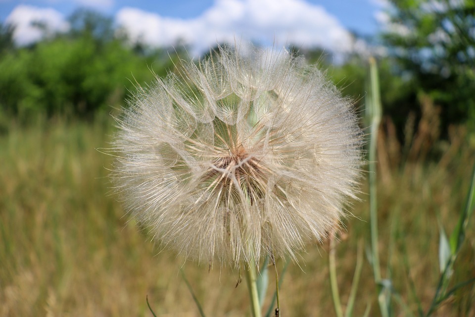 Dandelion Nature Meadow - Free photo on Pixabay - Pixabay