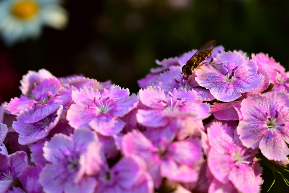 Pink Flowers Insect - Free photo on Pixabay - Pixabay