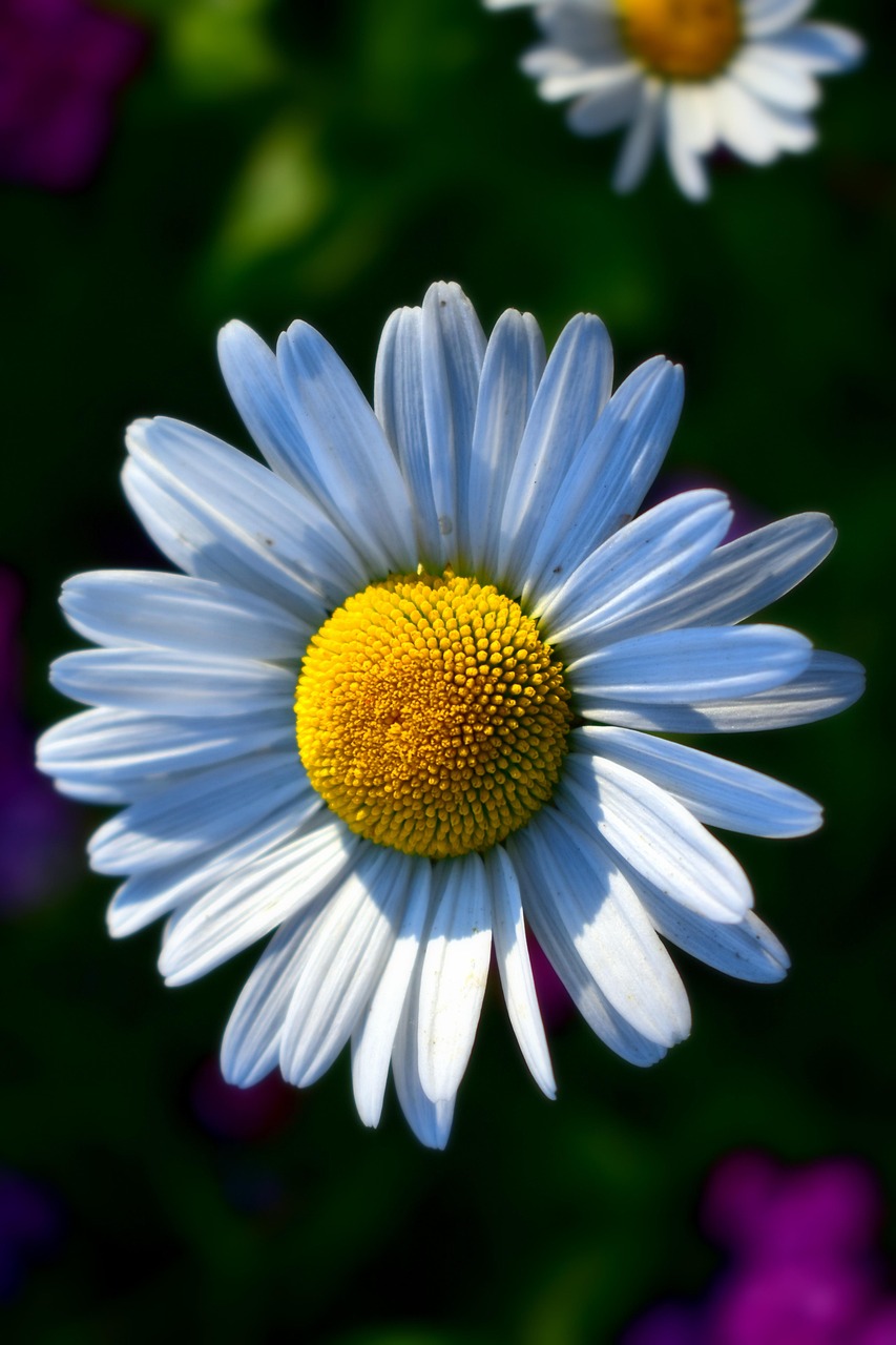 Margarida Flor Planta - Foto gratuita no Pixabay - Pixabay