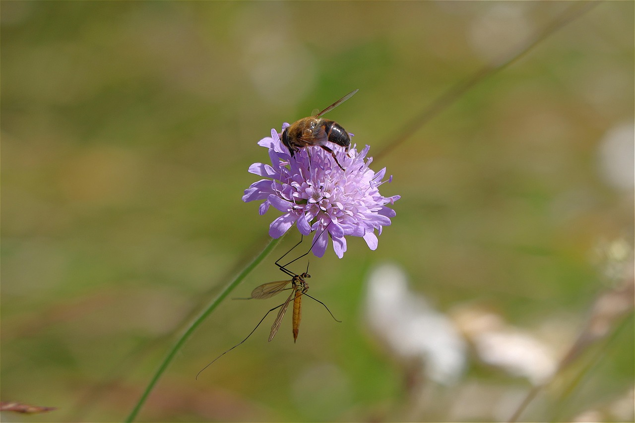 500+ Free Mosquito & Insect Images - Pixabay