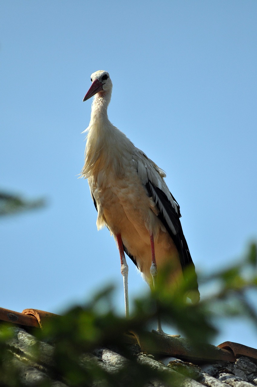 Stork Bird Village - Free photo on Pixabay - Pixabay