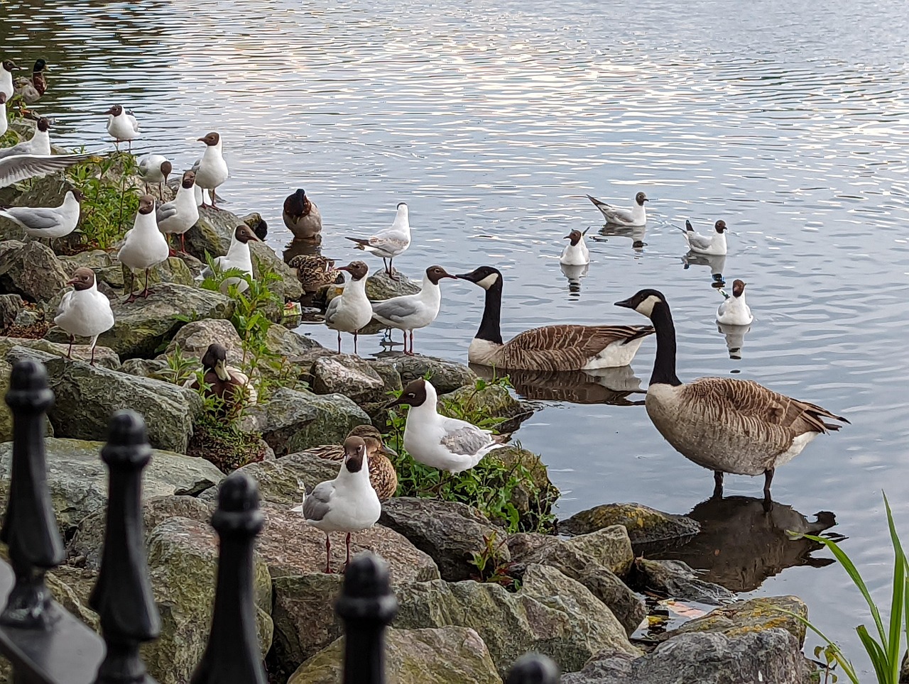 Birds Nature River - Free photo on Pixabay - Pixabay
