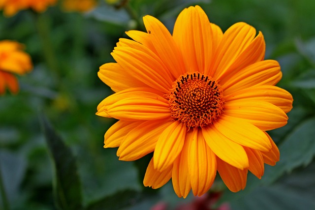 Fleur Jardin Jaune - Photo gratuite sur Pixabay - Pixabay