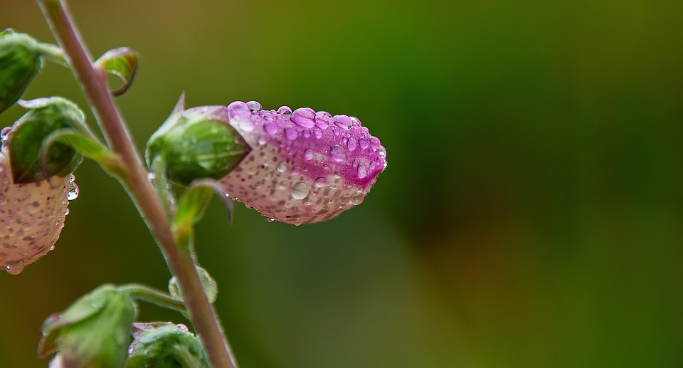 Flower Bud Botany - Free photo on Pixabay