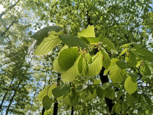 Folhas Natureza Árvore - Foto gratuita no Pixabay - Pixabay