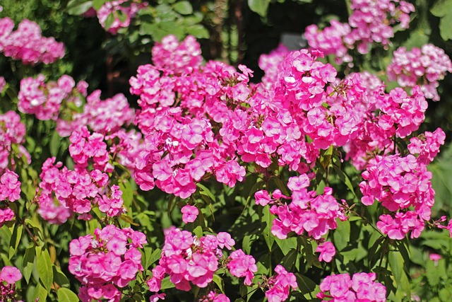Phlox Abadi Merah Jambu - Foto gratis di Pixabay - Pixabay