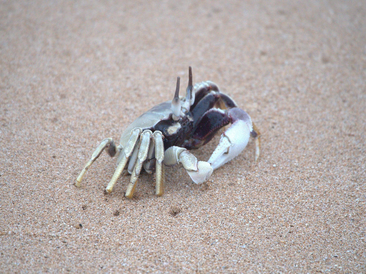 Cancer Animal Créatures Marines - Photo gratuite sur Pixabay - Pixabay