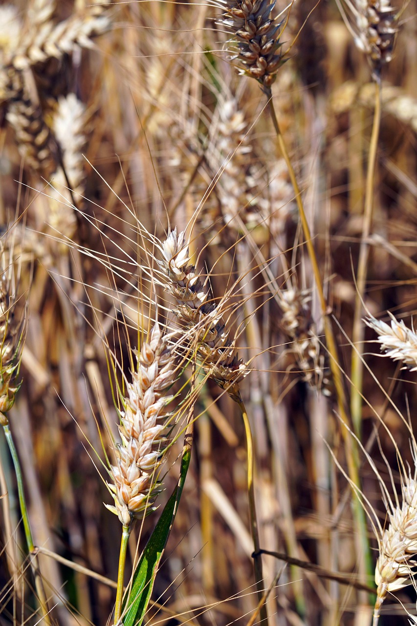 10,000+ Free Grain & Nature Images - Pixabay
