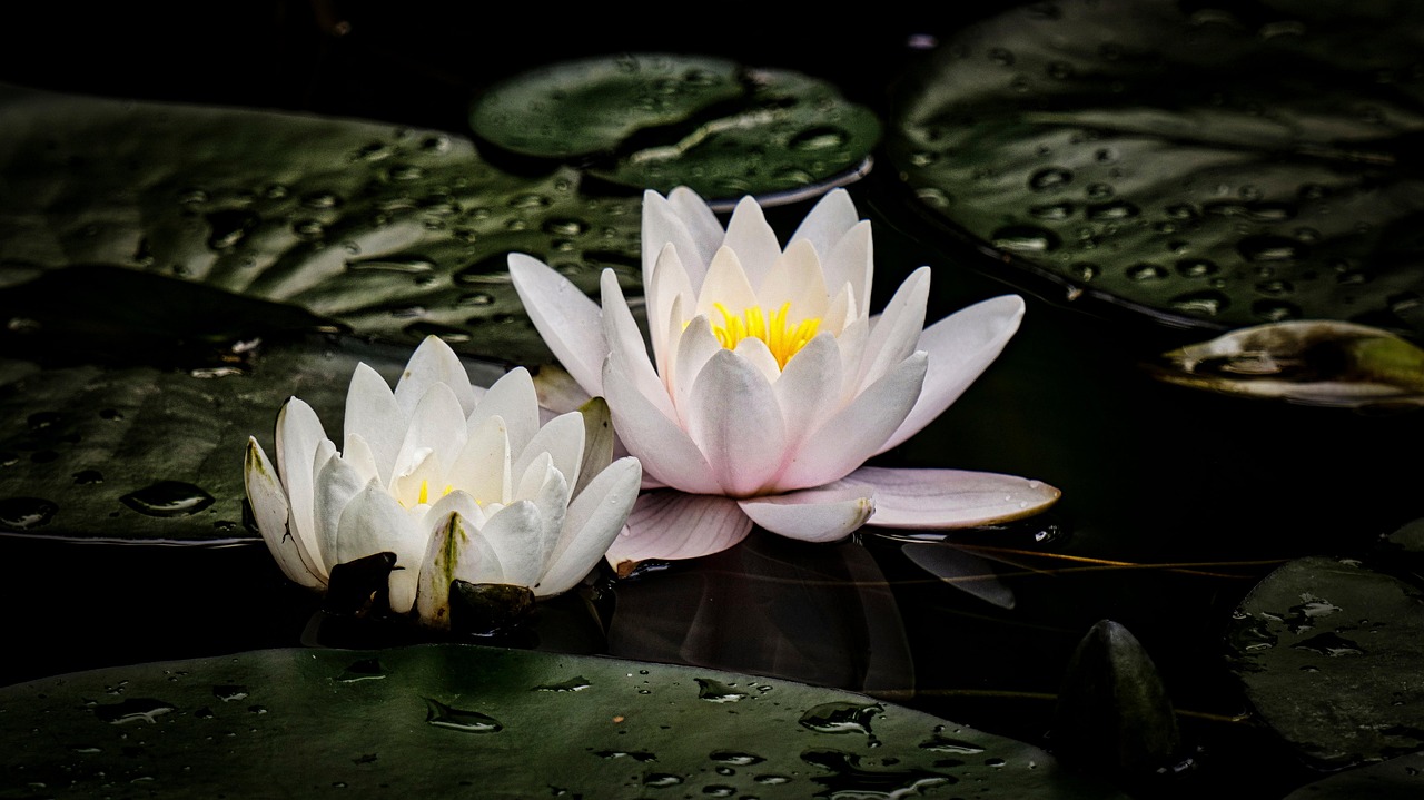 Water Lily Flower Plant - Free photo on Pixabay - Pixabay