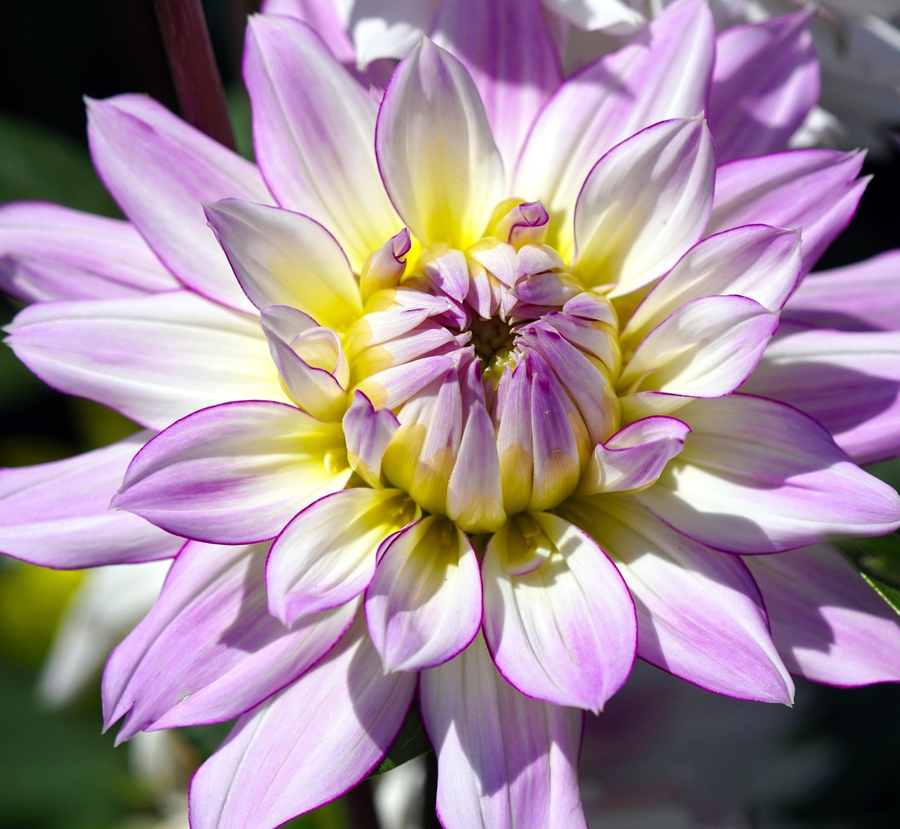 Flor Dália Natureza - Foto gratuita no Pixabay - Pixabay