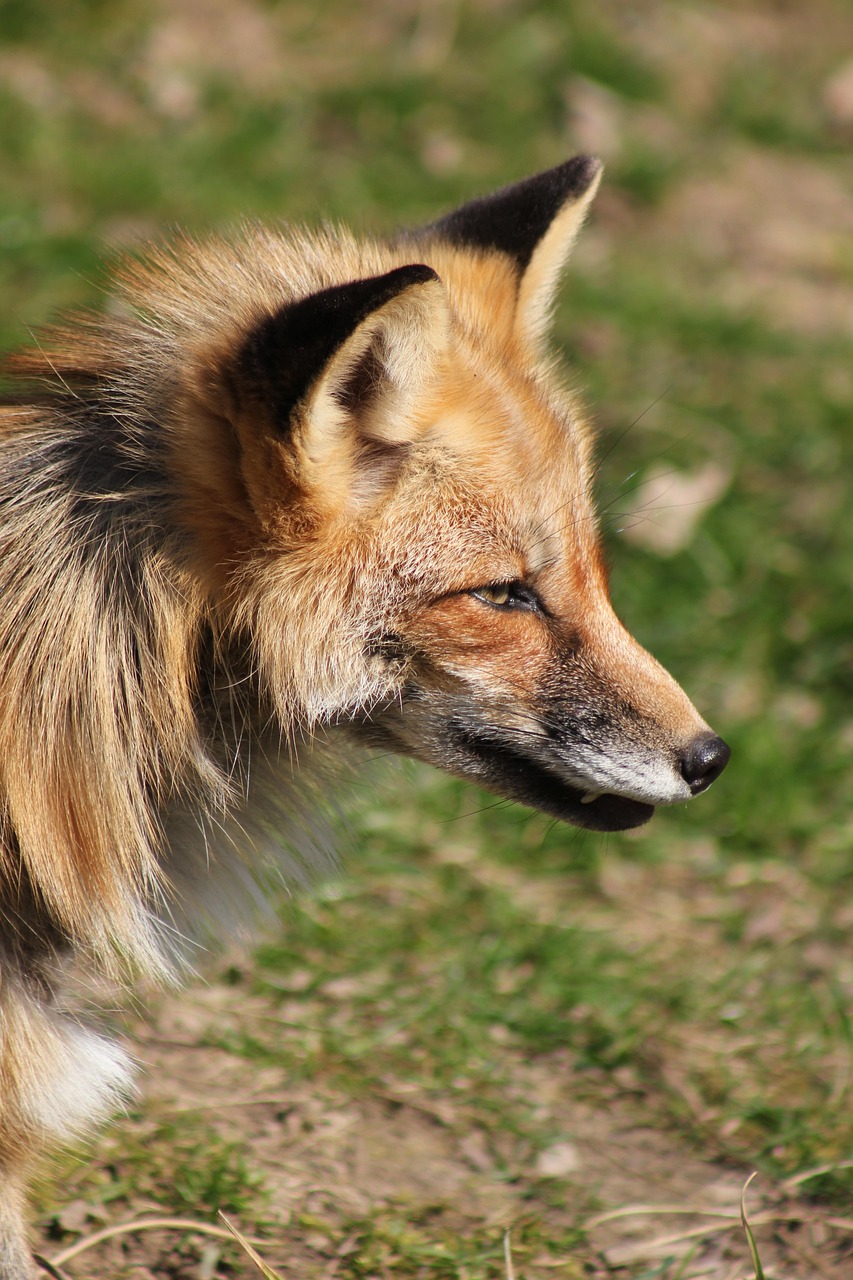 100,000+ Free Red Fox & Fox Photos - Pixabay