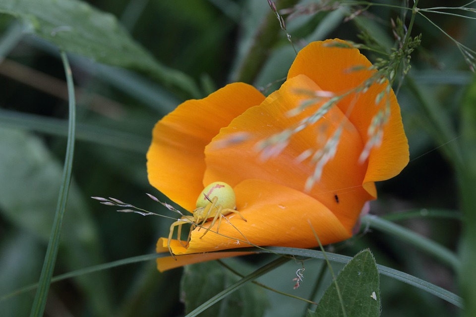 Gold Poppy Blossom Bloom - Free photo on Pixabay - Pixabay