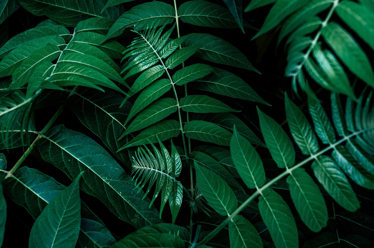 Folhas Planta Natureza - Foto gratuita no Pixabay - Pixabay