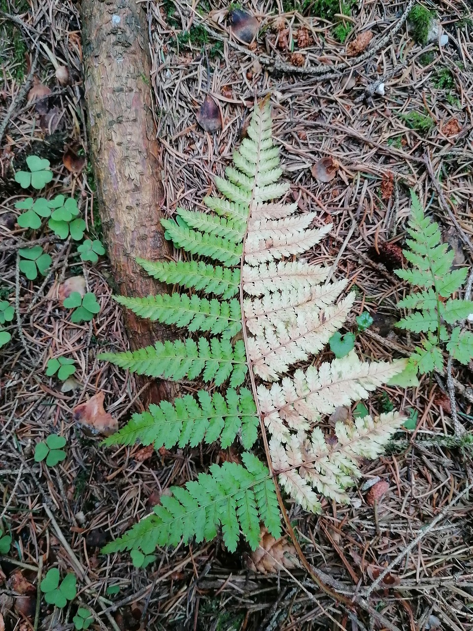 Fern Leaf Forest - Free photo on Pixabay - Pixabay