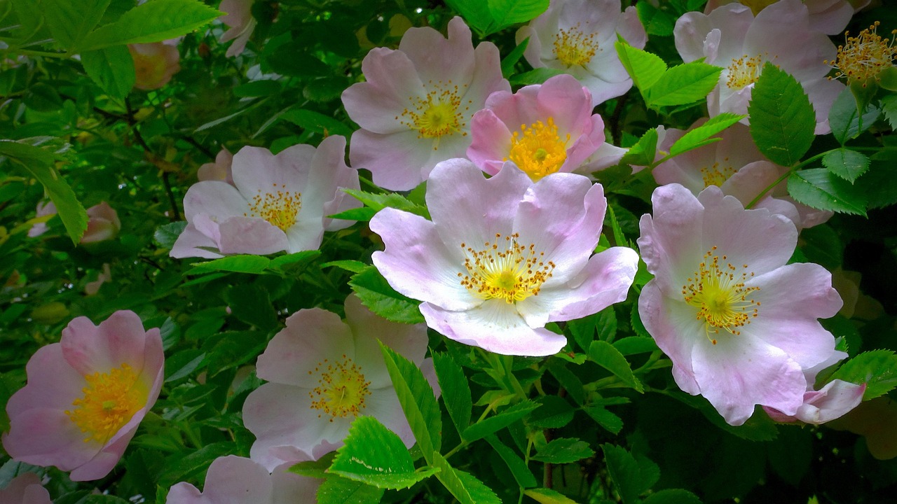 Flowers Roses Alberta - Free photo on Pixabay - Pixabay