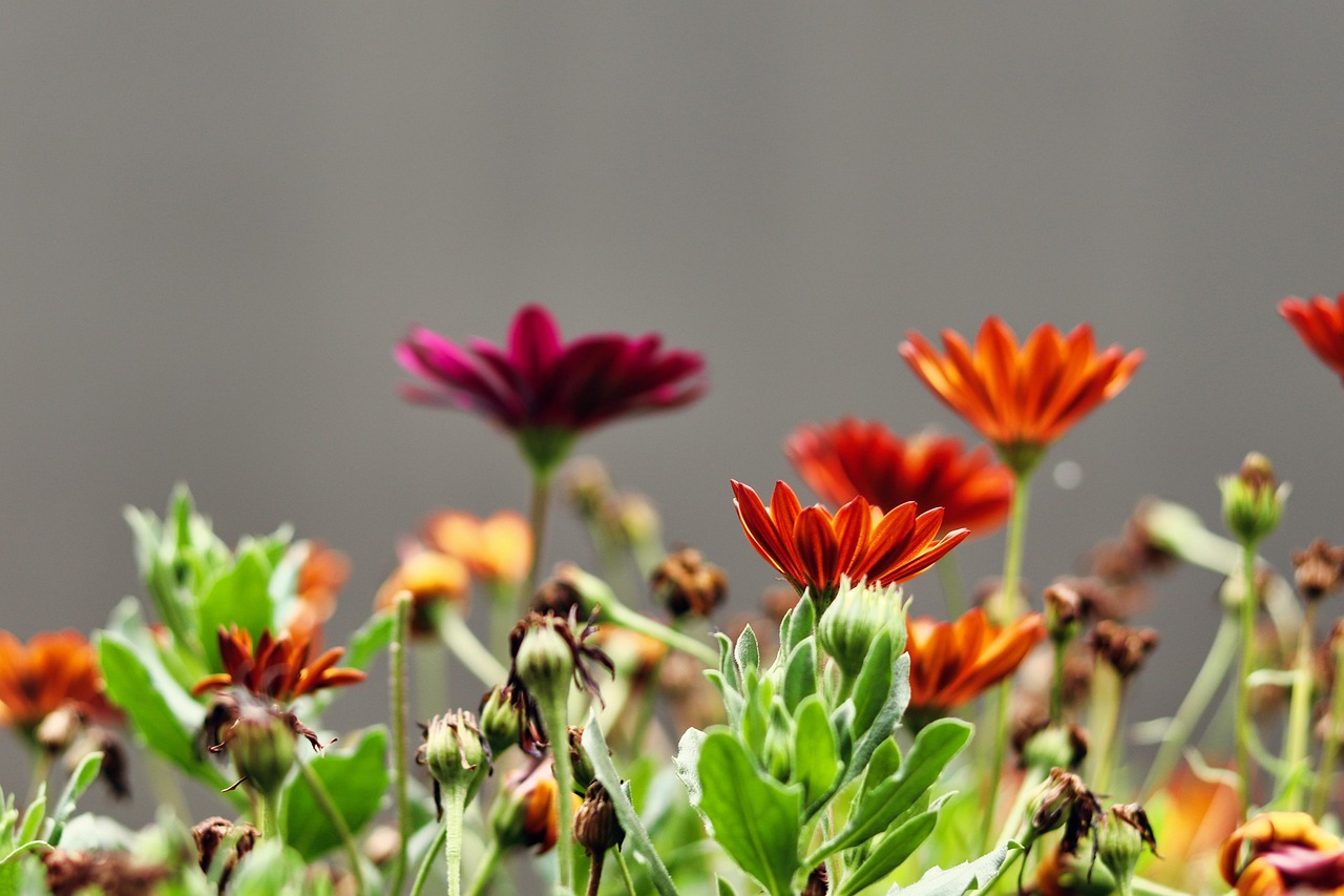 Flores Natureza Jardim - Foto gratuita no Pixabay - Pixabay