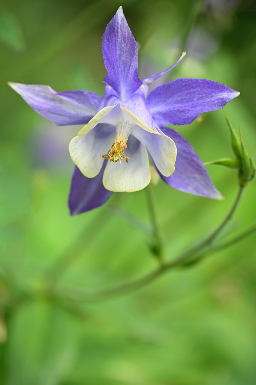 Columbia Petals Flower Garden - Free photo on Pixabay