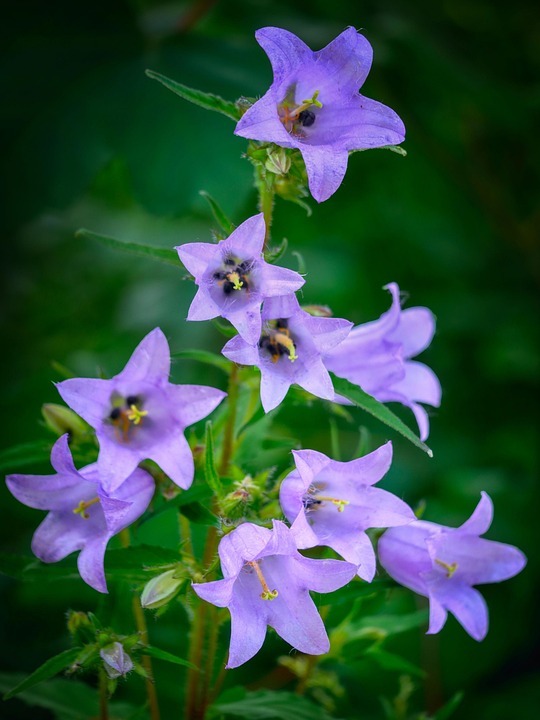 Flower Bellflower Forest - Free photo on Pixabay