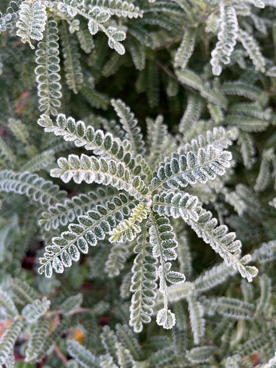 Winter Frost Ice - Free photo on Pixabay - Pixabay