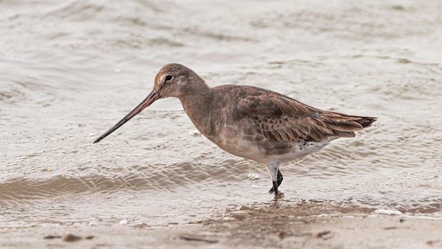 Bird Wild Beach Lagoon - Free photo on Pixabay