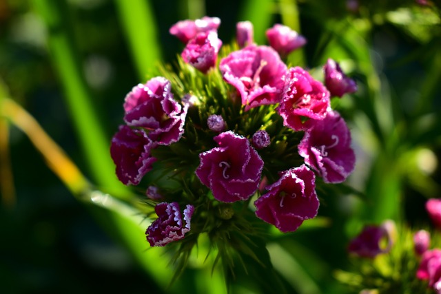 Nelke Blumen Pinke - Kostenloses Foto auf Pixabay - Pixabay