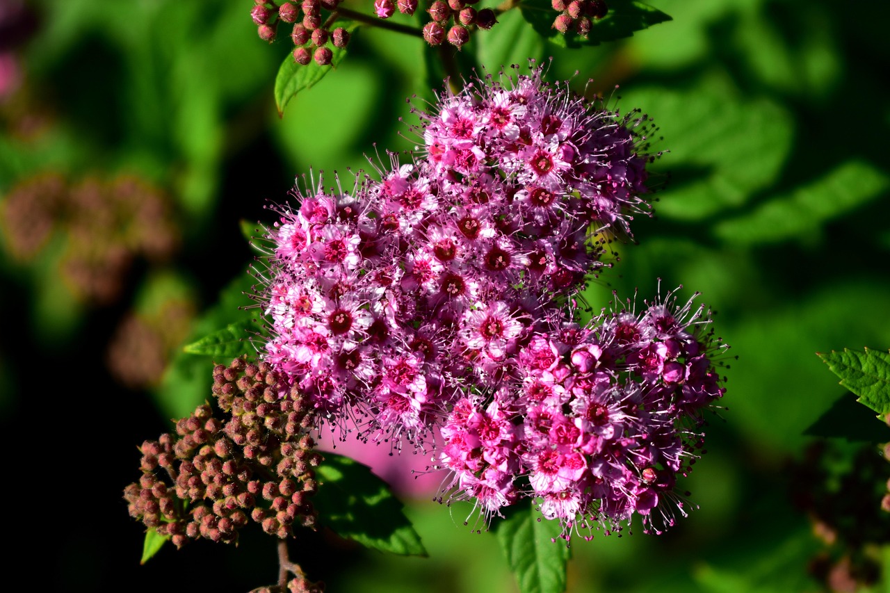 Japanese Spiraea Roses Shrub - Free photo on Pixabay - Pixabay