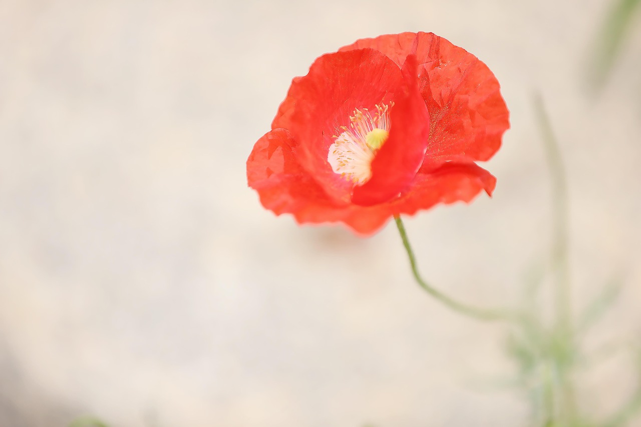 Kukka Punainen Unikko - Ilmainen valokuva Pixabayssa - Pixabay