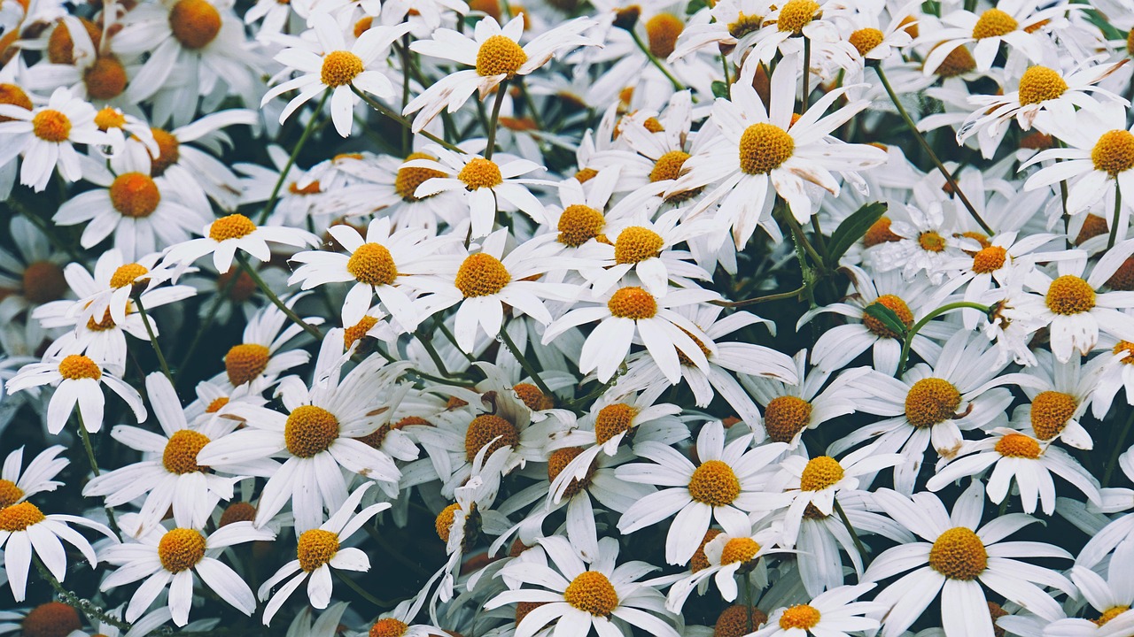 Daisies Madeira Flower Island - Free photo on Pixabay