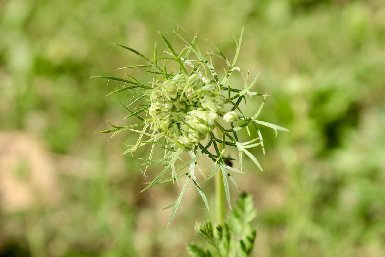 Wild Carrot The Plant Green - Free photo on Pixabay - Pixabay