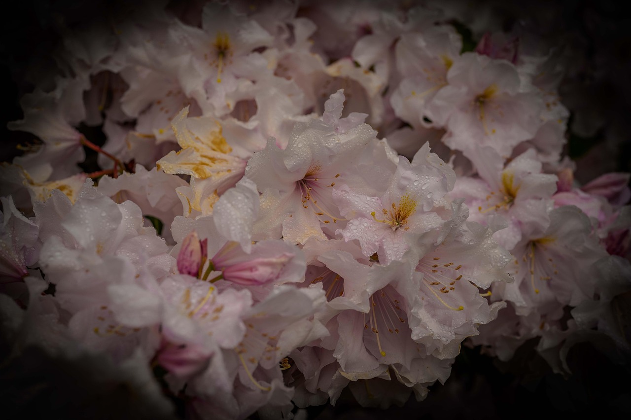 Azaleas Flores Rosadas - Foto gratis en Pixabay - Pixabay