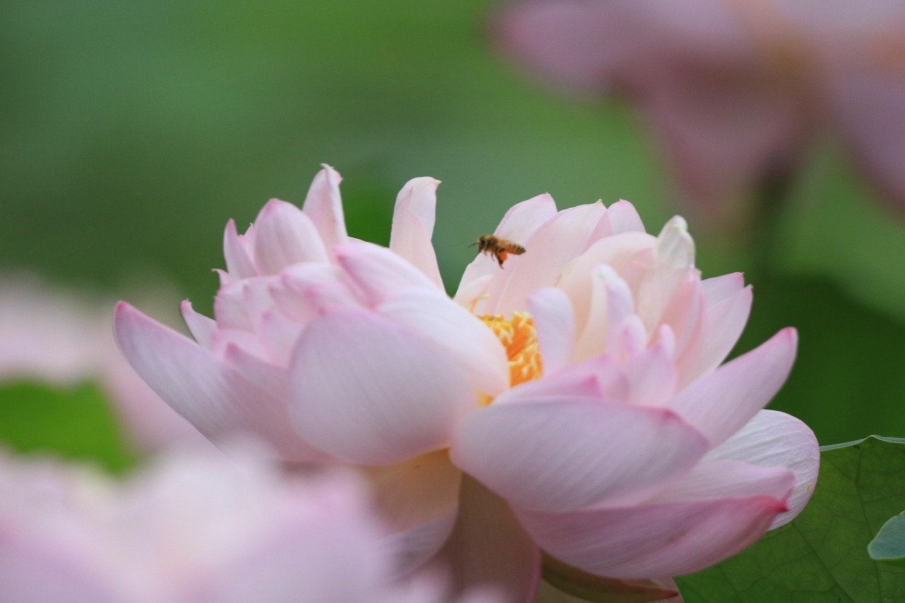 Lotus Hibiscus Bee Collecting - Free photo on Pixabay