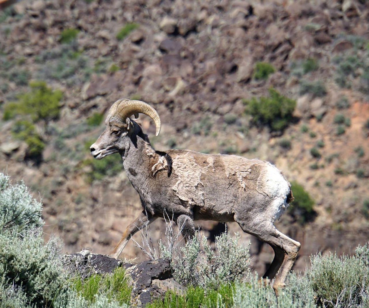 Borrego Cimarrón Fauna Silvestre - Foto gratis en Pixabay - Pixabay