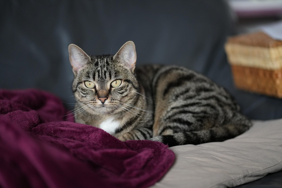 Katze Sofa Decke - Kostenloses Foto auf Pixabay - Pixabay