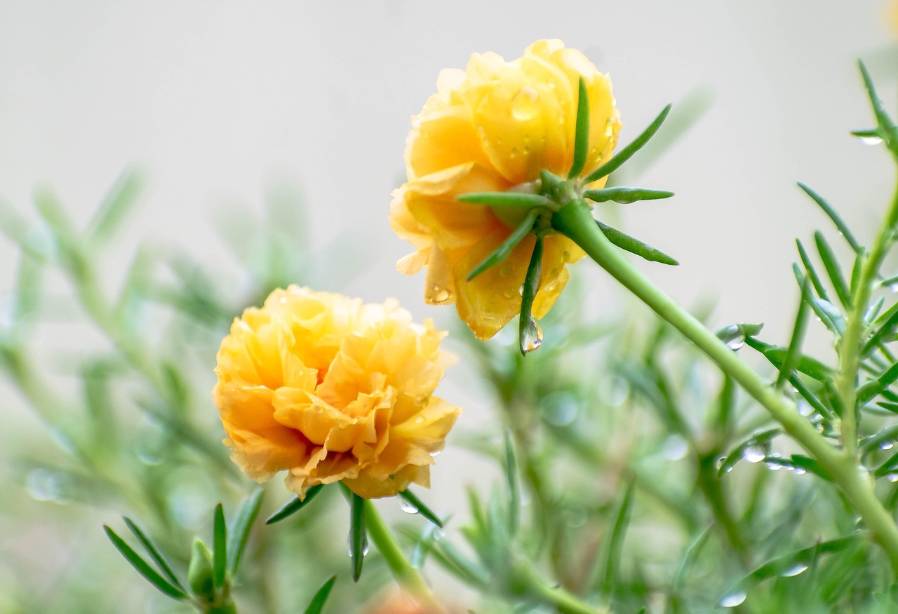 Buttercup Bunga-Bunga Bunga Kuning - Foto gratis di Pixabay - Pixabay
