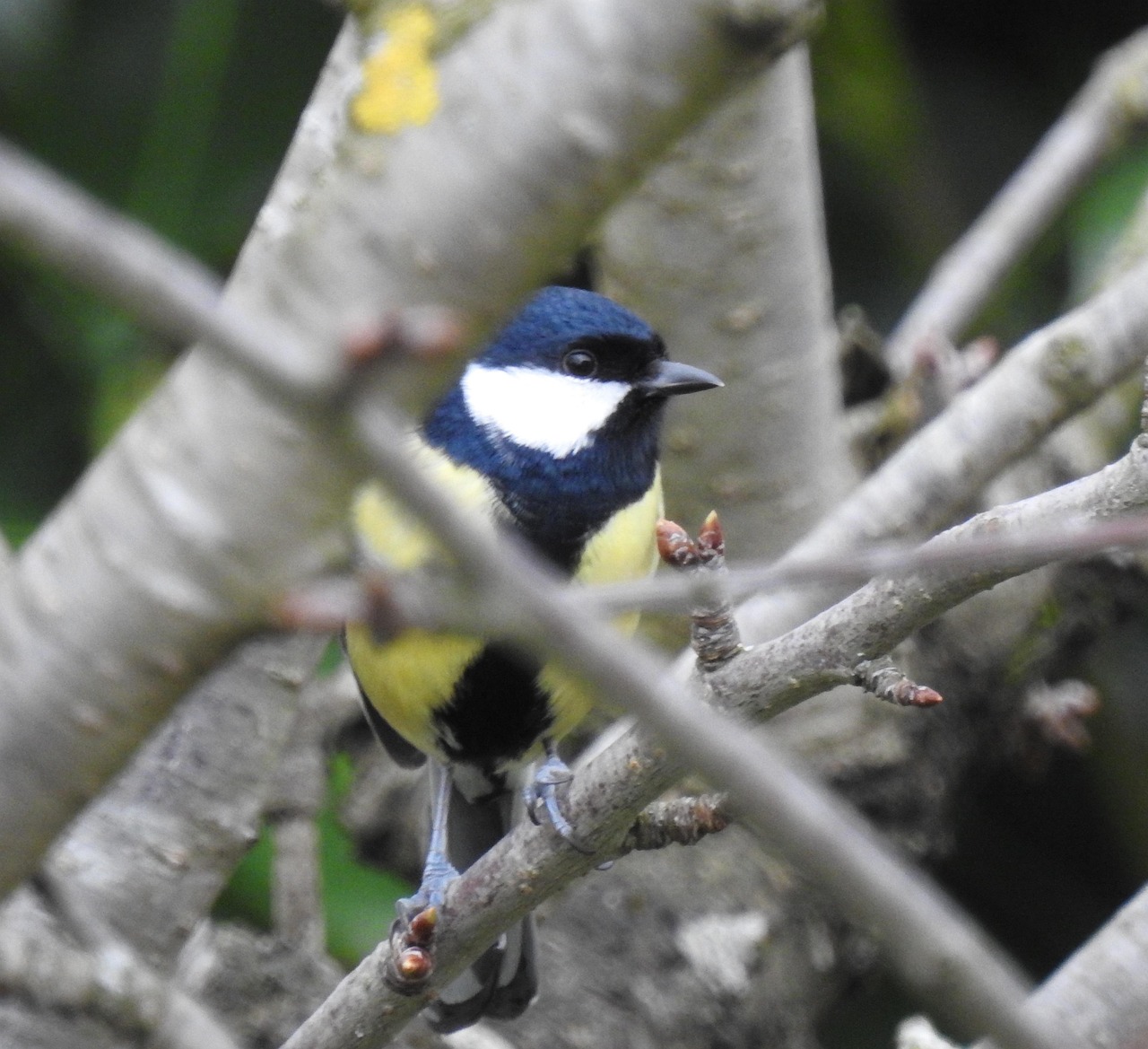 Great Tit Cherry - Free photo on Pixabay - Pixabay