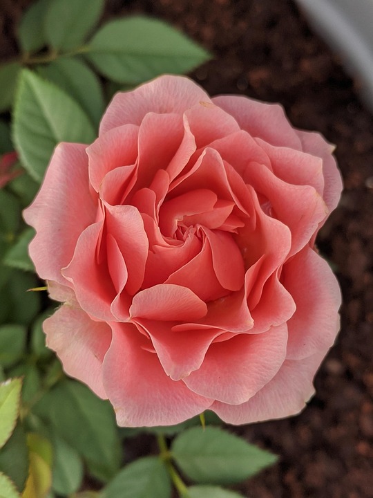 Elegantes Rose Pflanze Kaufen Bild