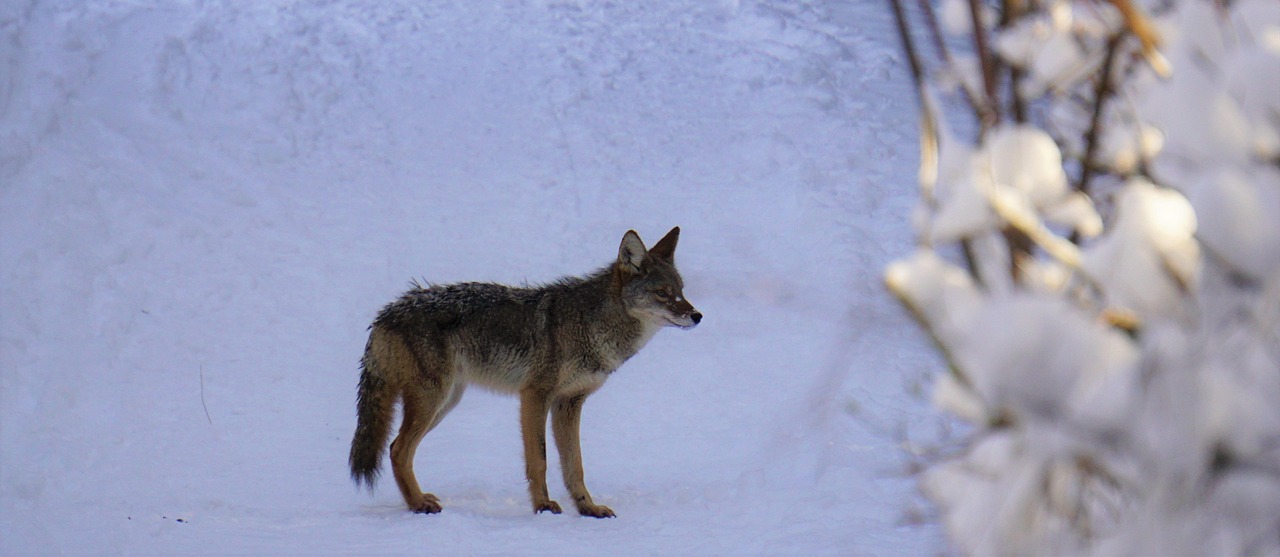 Coyote Nature Wildlife - Free photo on Pixabay - Pixabay