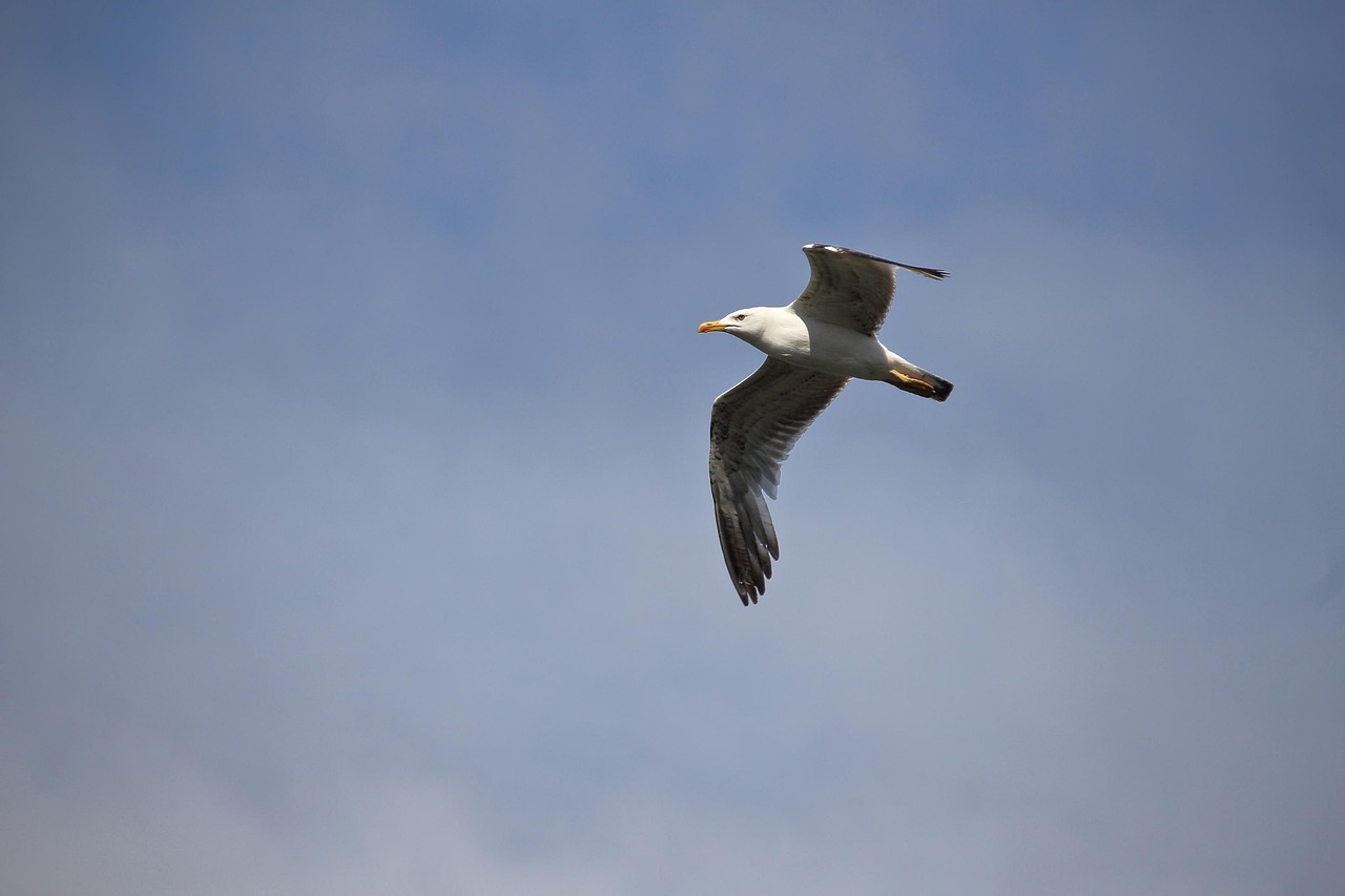 Mouette Oiseau En Vol - Photo gratuite sur Pixabay - Pixabay