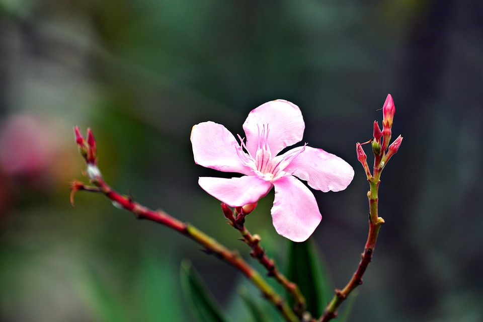 Flor Adelfa Flora - Foto gratis en Pixabay - Pixabay